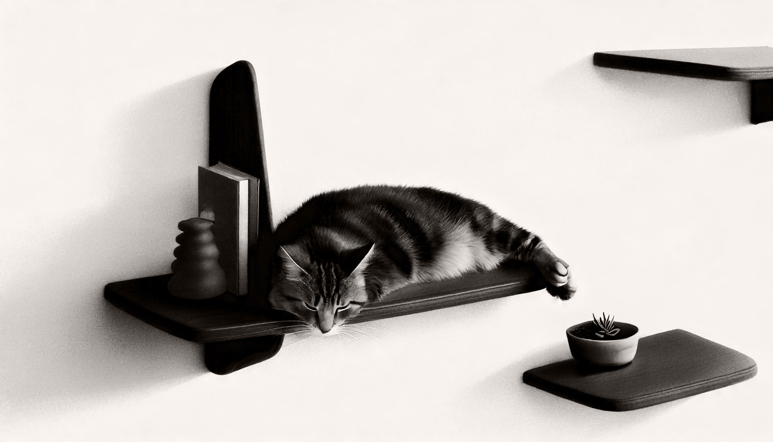 Catification – Mau