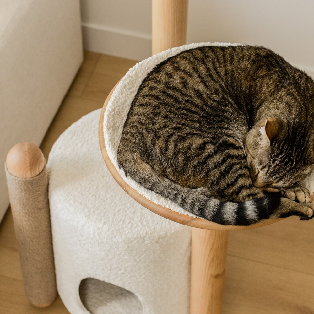 Bao Modern Wooden Cat Tree For Beautiful Homes | MAU – Mau