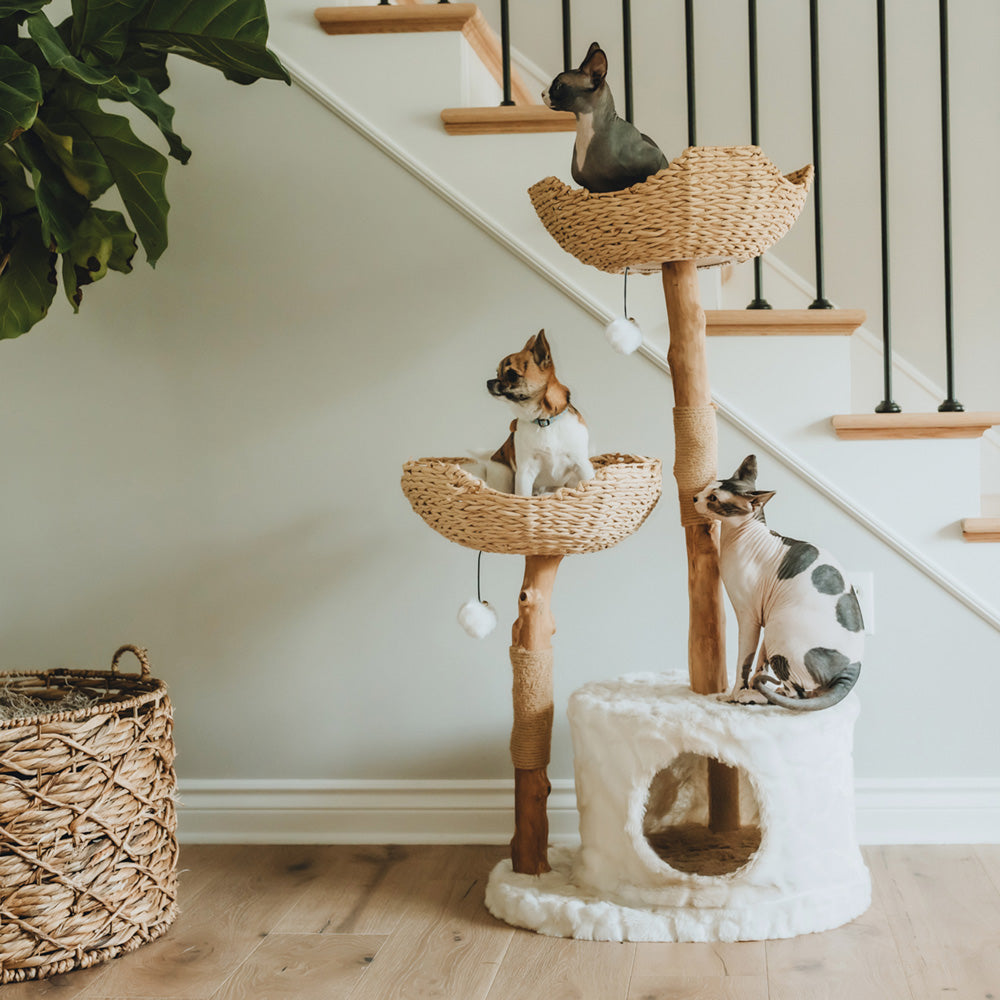 Cat Trees For Large Cats, Wicker Cat Tree, Cat Tree With Basket – Mau