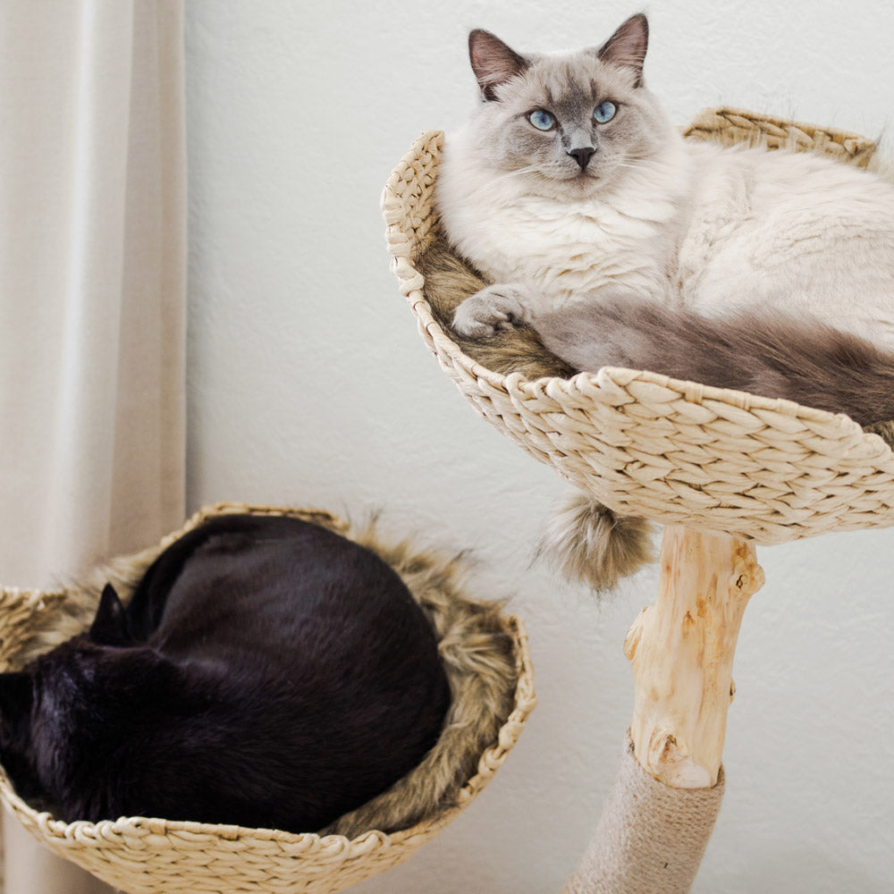 Cat Trees For Large Cats, Wicker Cat Tree, Cat Tree With Basket – Mau