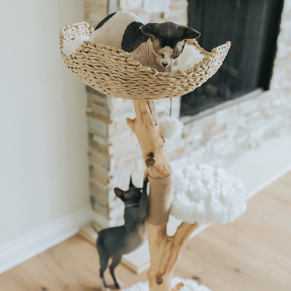 Uni Basket – Wooden Cat Tree - Unique Cat Tree – Cat Tower | Mau