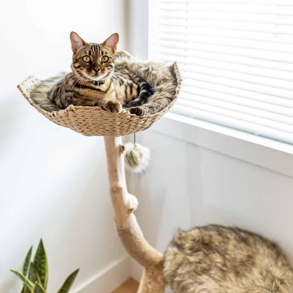 Uni Basket – Wooden Cat Tree - Unique Cat Tree – Cat Tower | Mau