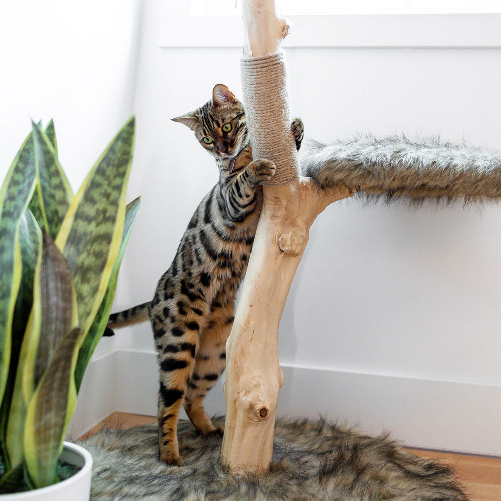 Uni Basket – Wooden Cat Tree - Unique Cat Tree – Cat Tower | Mau
