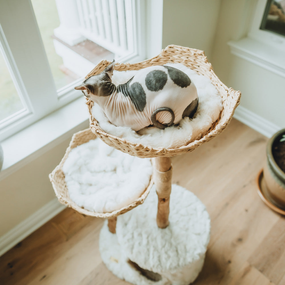 Cat Trees For Large Cats, Wicker Cat Tree, Cat Tree With Basket – Mau