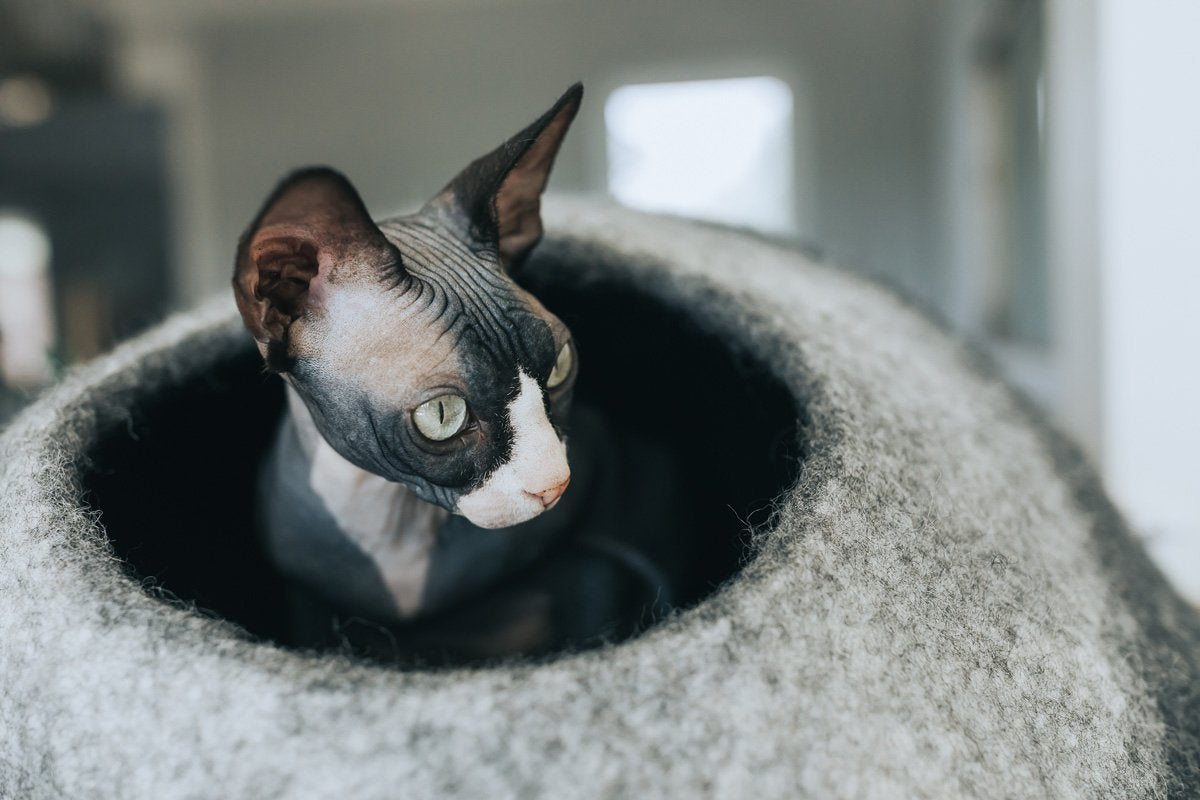 Skyline Cat Cave - Modern Cat Bed - Modern Cat Furniture | Mau