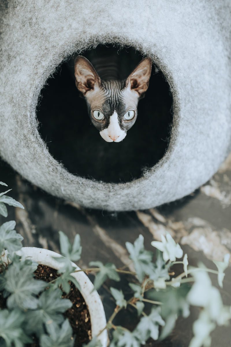 Skyline Cat Cave - Modern Cat Bed - Modern Cat Furniture | Mau